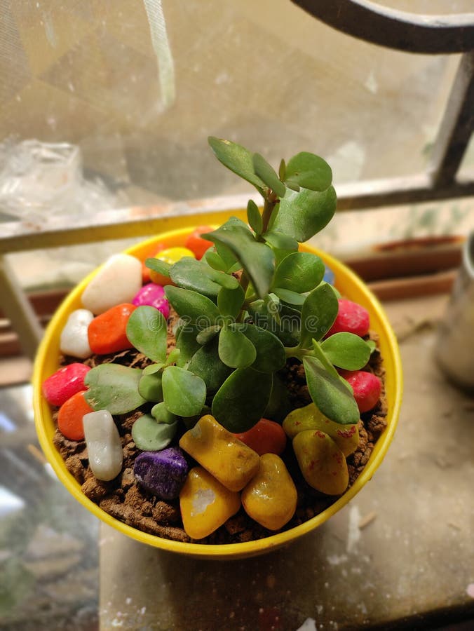 Zed plant stock image. Image of gardening, indoor, plants - 224055893