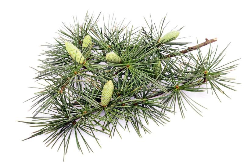 Zeder Waxwing. Wiedergabe 3D Mit Ausschnittspfad Stock Abbildung ...