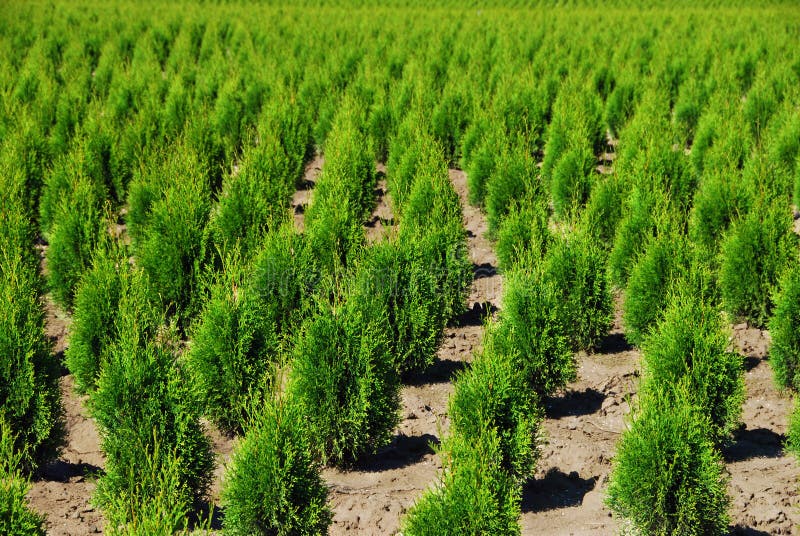 Zeder-Baum-Bauernhof stockfoto. Bild von umgebung, landwirtschaft - 6148898