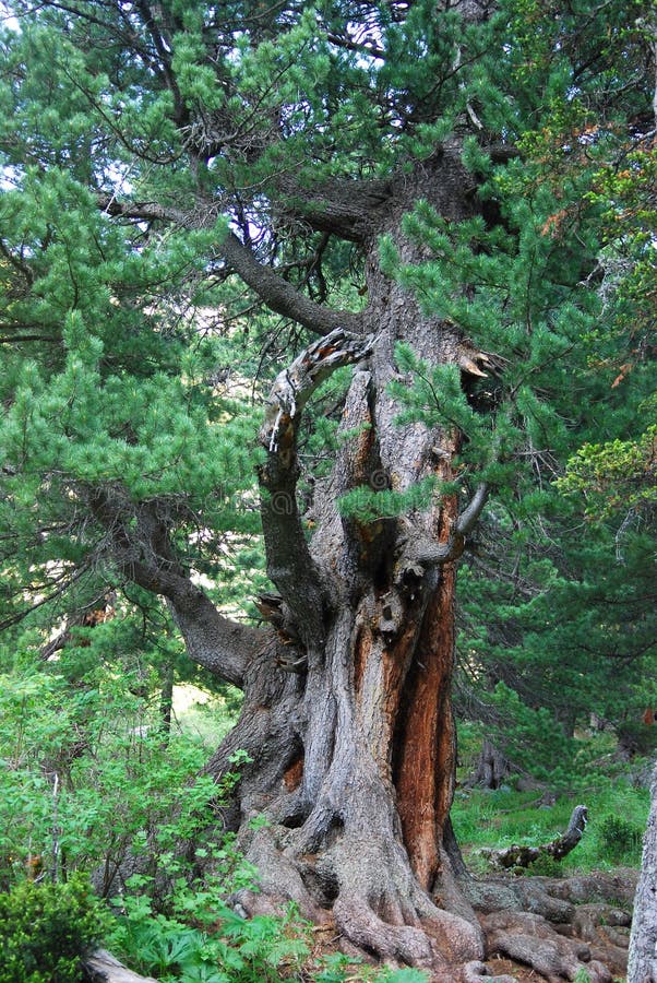 Zeder (Cedrus) stockbild. Bild von zeder, wald, leistungsfähig - 20590557