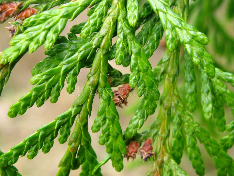 Zeder-Blätter stockfoto. Bild von umgebung, zeder, kiefer - 24520270