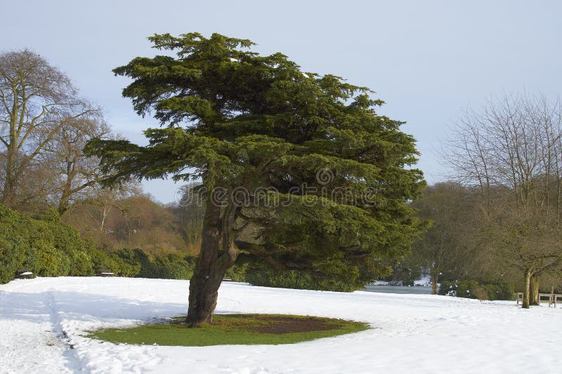 Zedern-Baum (Cedrus Libani) Stockfoto - Bild von eindrucksvoll, himmel ...