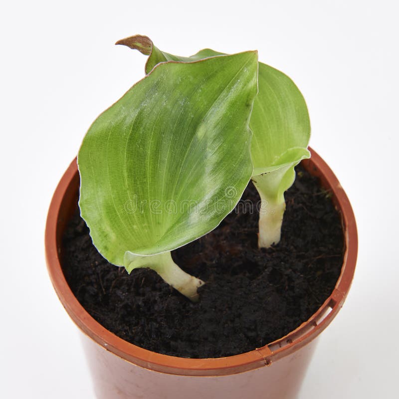 Zedoary fresh (kenchur) stock photo. Image of kitchen - 49828770