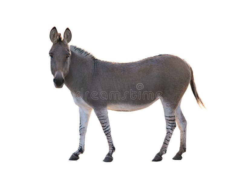 Zebroid Stock Photos - Free & Royalty-Free Stock Photos from Dreamstime