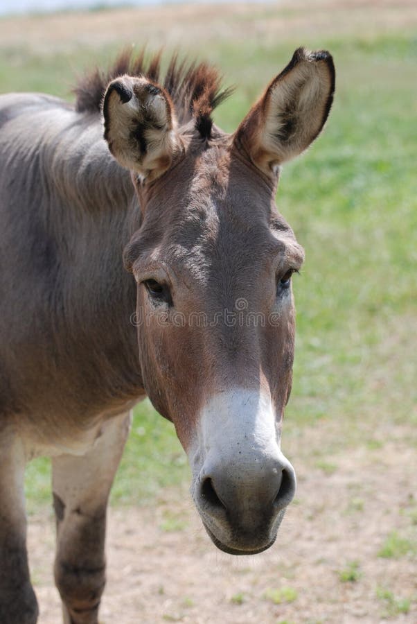 Zedonkey stock photo. Image of zebronkey, quadruped, hybrid - 16678860