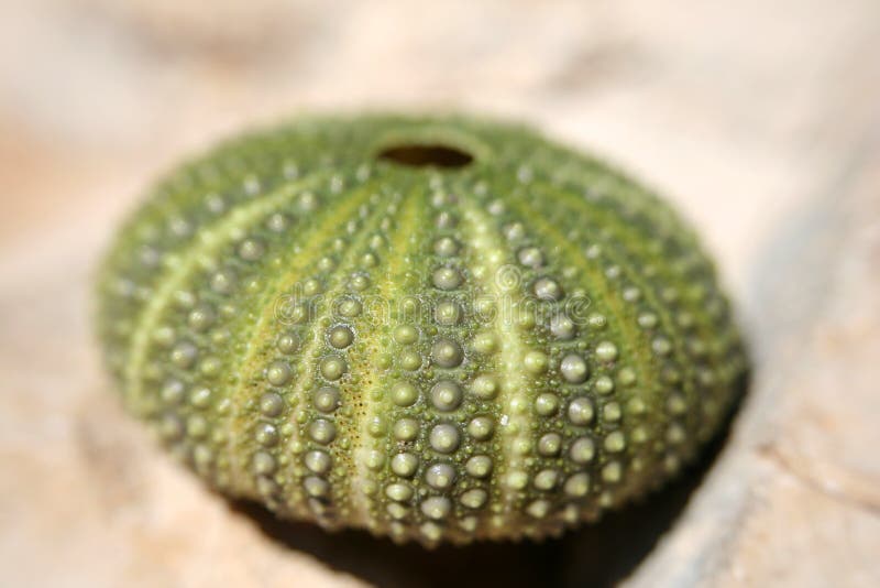 Zeeëgels en zeester stock afbeelding. Image of stekelhuidige - 3235111
