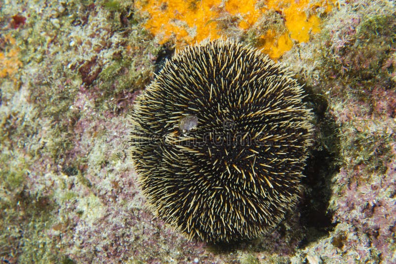 Zeeëgel stock foto. Image of oceaan, zwart, eiland, ronde - 36083198