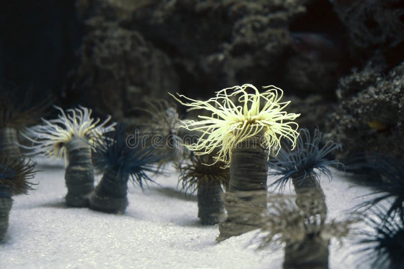 Zeeanemonen stock afbeelding. Image of kleurrijk, schepsel - 30875057