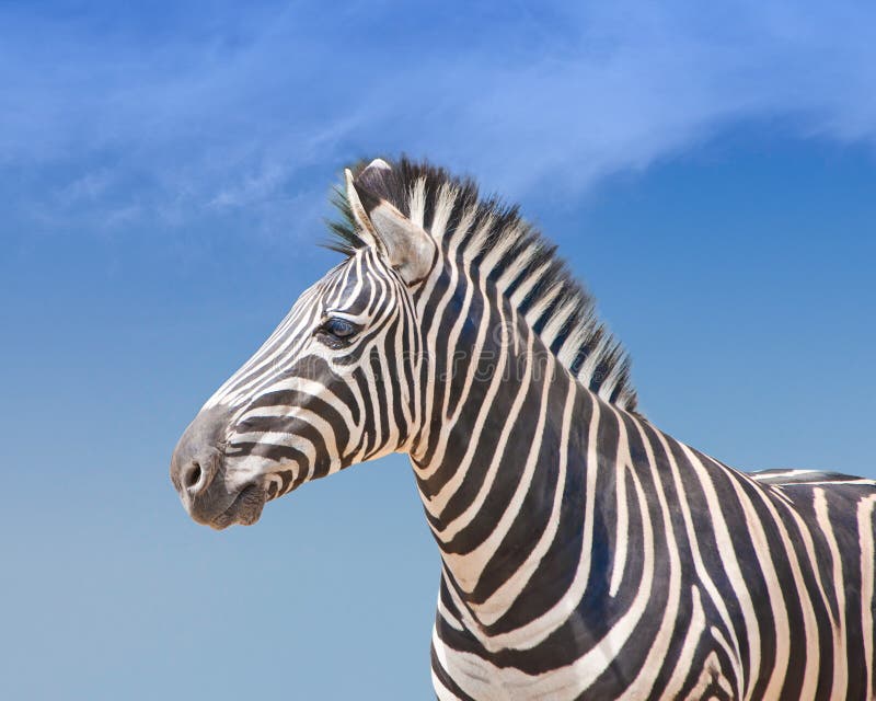 A Zeebra in zoo stock photo. Image of plains, melvin - 25097728