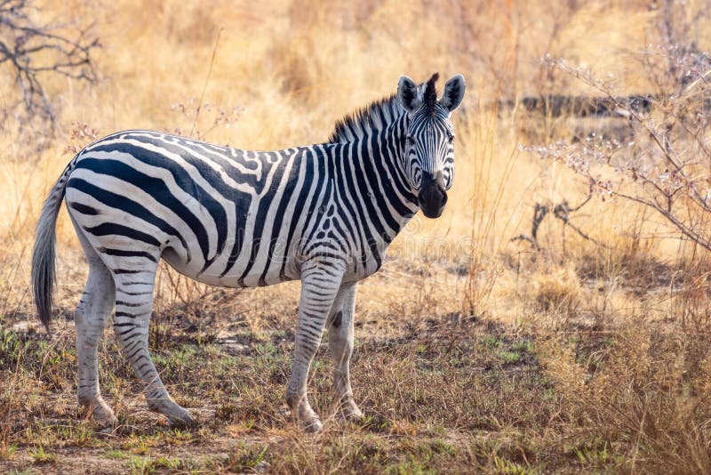 Zeebra Stock Photos - Free & Royalty-Free Stock Photos from Dreamstime