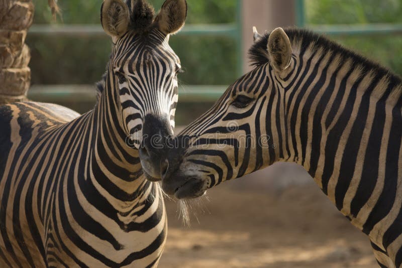 Zeebra animal image stock photo. Image of culture, design - 228534238