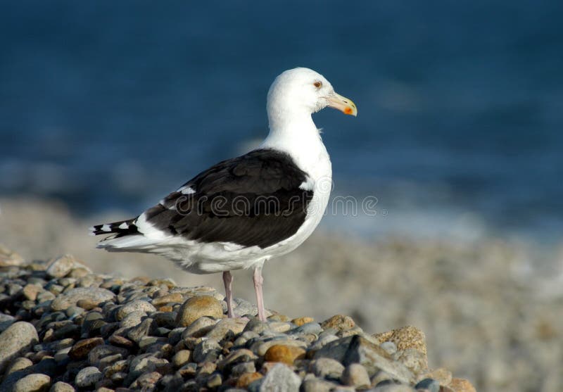 Zeemeeuwen stock foto. Image of water, zijn, vogel, blauw - 97354884