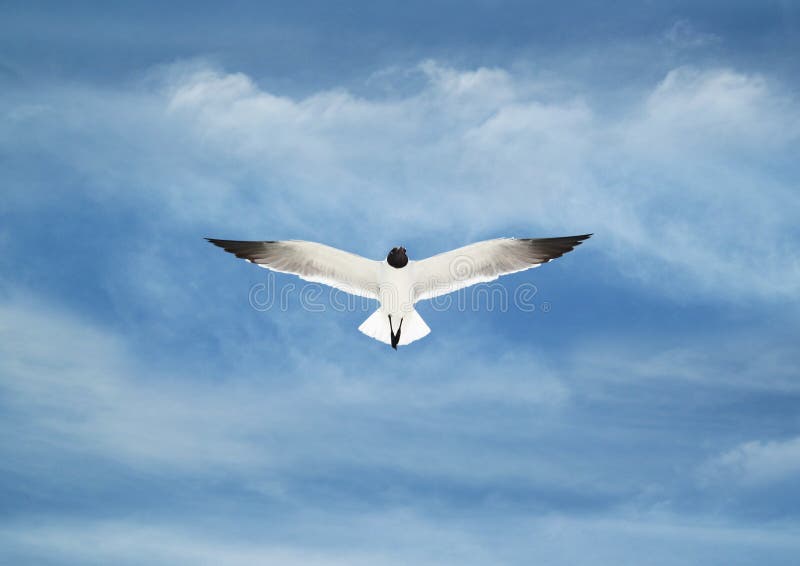 Zeemeeuw stock afbeelding. Image of wolk, hang, zuiver - 9145885