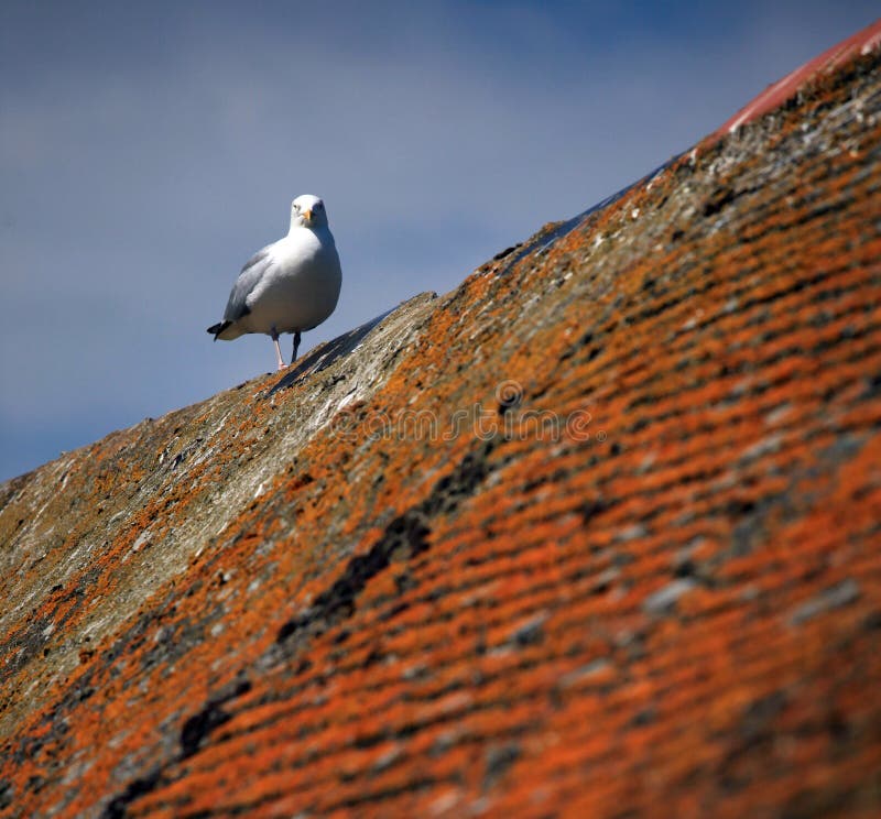 Zeemeeuw op Dak stock afbeelding. Image of zeemeeuw, vogel - 13286455