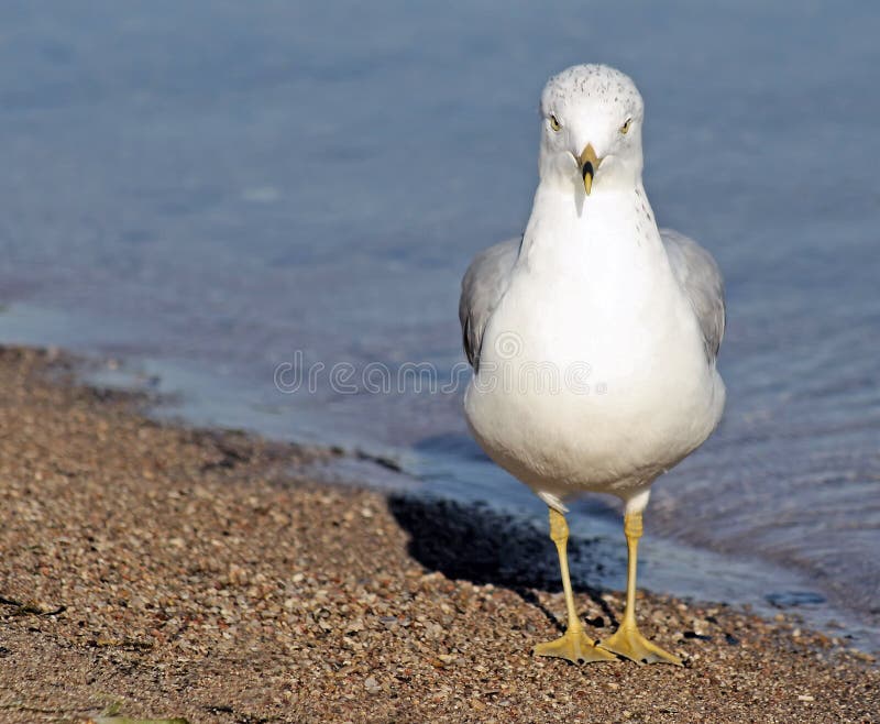 Zeemeeuw op het Strand stock foto. Image of vogel, zeemeeuw - 26378968