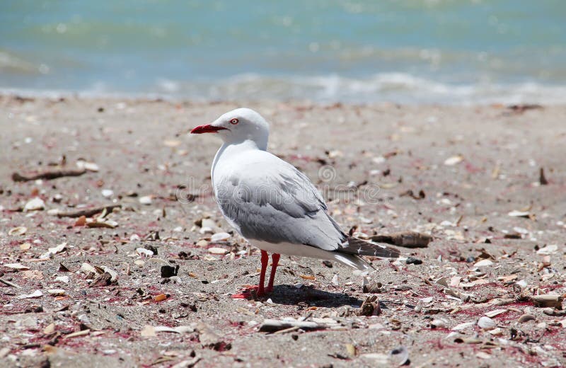Zeemeeuw op het strand stock afbeelding. Image of milieu - 44492445
