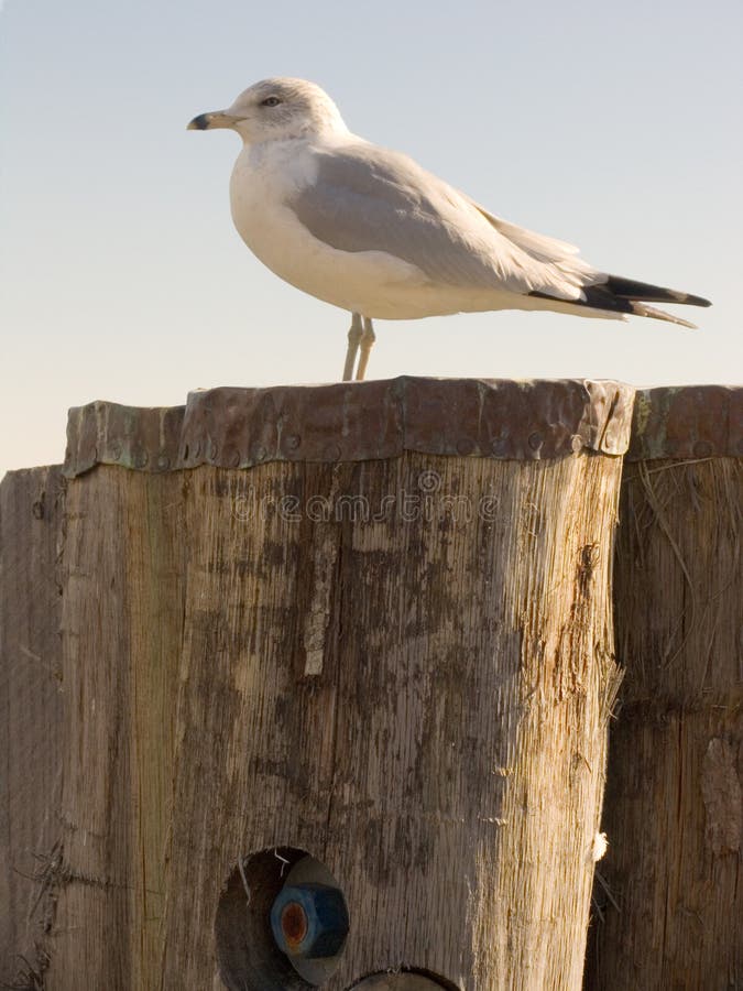 Zeemeeuw op Dak stock afbeelding. Image of zeemeeuw, vogel - 13286455