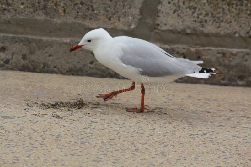 Zeemeeuwen stock foto. Image of water, zijn, vogel, blauw - 97354884