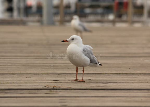 Zeemeeuwen stock foto. Image of water, zijn, vogel, blauw - 97354884