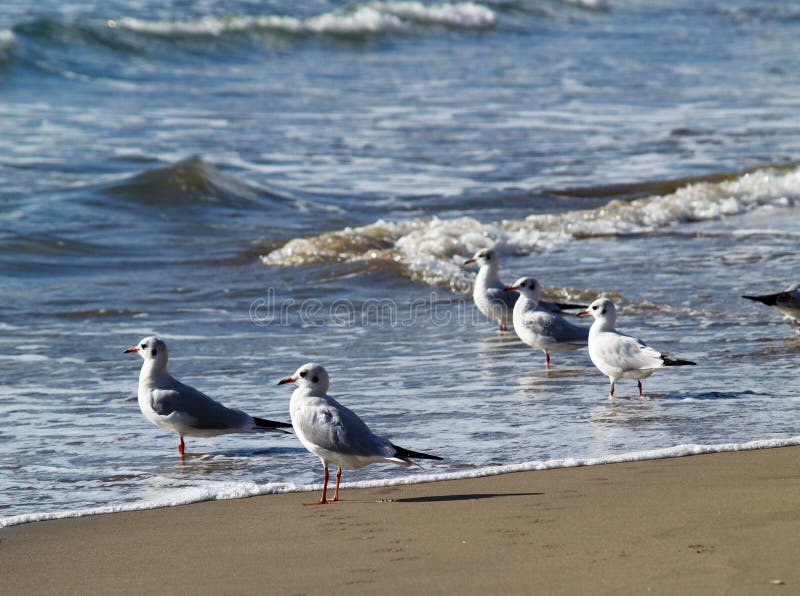 Zeemeeuwen op het strand stock foto. Image of zand, zeemeeuw - 6826784