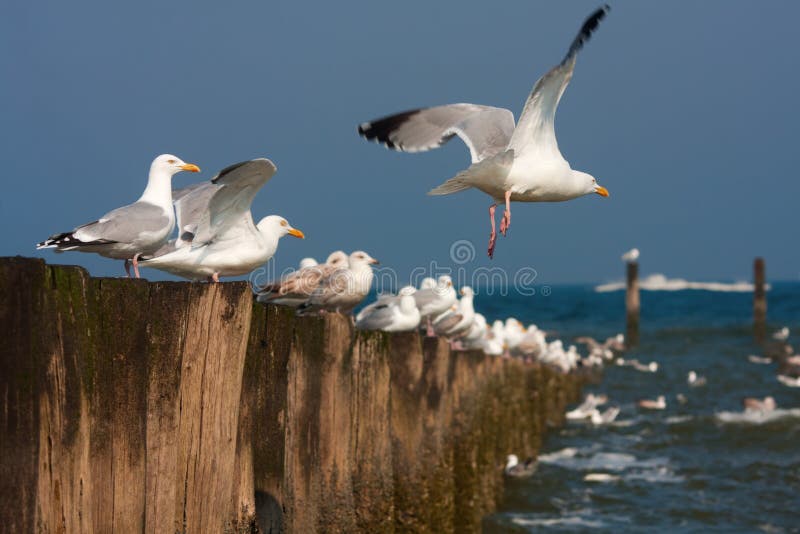 Zeemeeuwen op meerpalen stock afbeelding. Image of nederland - 24244653