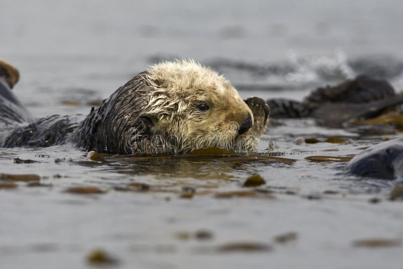 Zeeotter, Loutre De Mer, Lutris D'Enhydra Image stock - Image du varech ...
