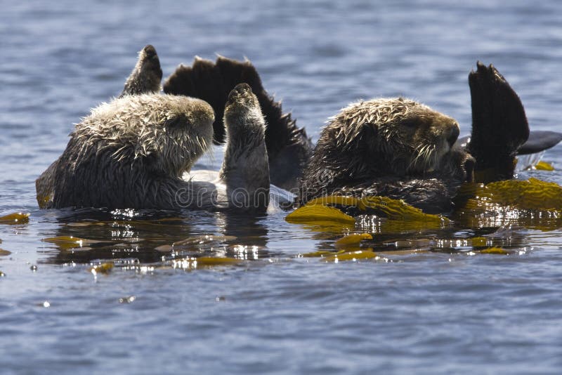 Dos Nutrias De Mar Que Flotan En Las Aguas Costeras De La Isla Adentro ...