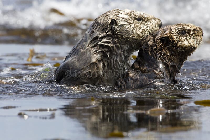 Nutria y perrito de mar foto de archivo. Imagen de mamífero - 42868580