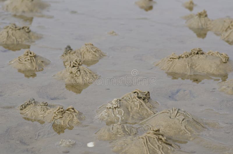 Zeepier of Sandworm, Jachthaven Arenicola Stock Afbeelding - Image of ...