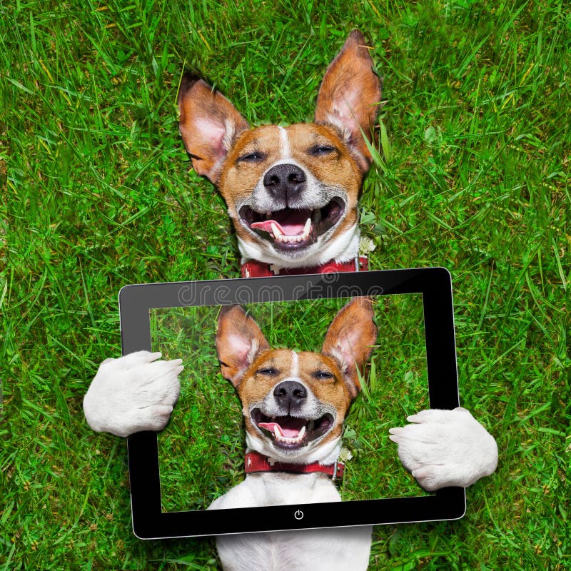 Grappige hond als toerist stock foto. Image of daklozen - 23896098