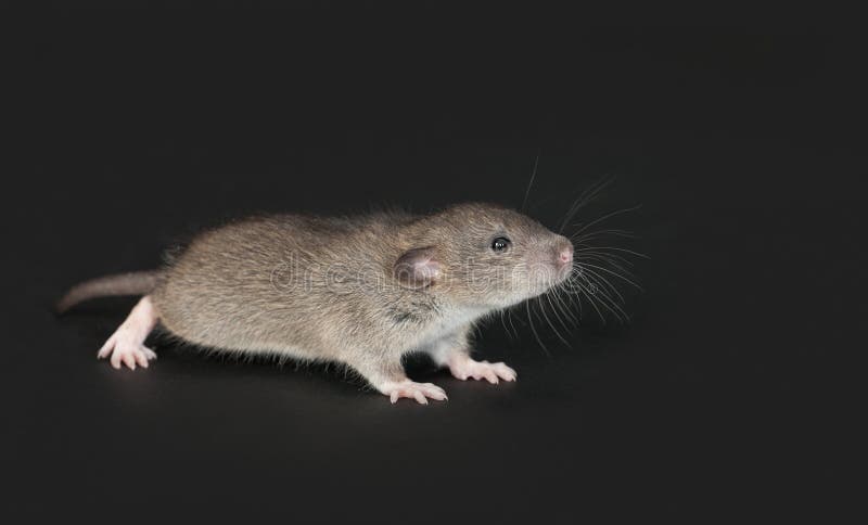 Portret Van Een Zeer Jonge Rat Stock Afbeelding - Image of ...