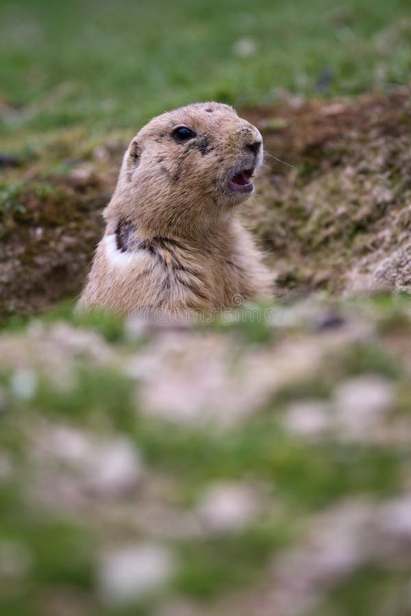 Zeer Leuke Prairiehond Met Zwarte Staart Stock Afbeelding - Image of ...