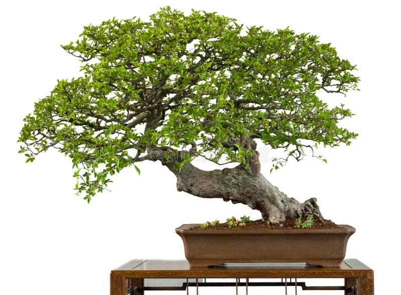 Bonsai van Chinese iep stock afbeelding. Image of boom - 14510101