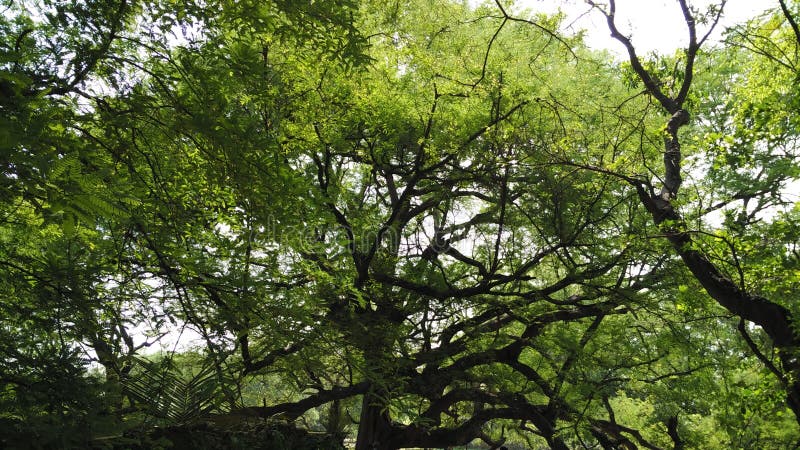 Zeer oude tamarindeboom stock afbeelding. Image of zijn - 54915249