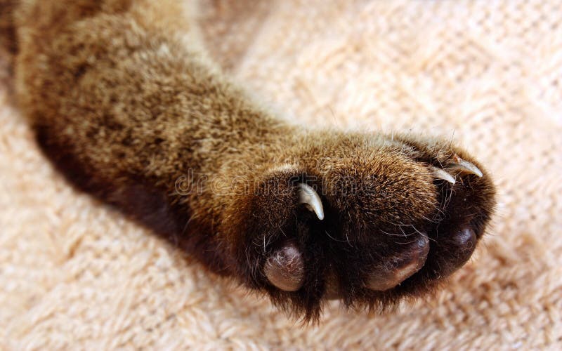 De Stootkussens Van De Kattenpoot Op Deken Stock Afbeelding ...