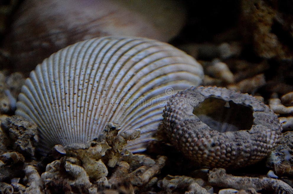 Zeeschelp En Seaurchin Shell Stock Afbeelding - Image of schaaldieren ...