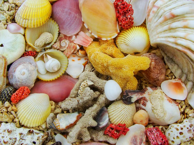 Details Van Koraal Op Het Strand Stock Afbeelding - Image of ...