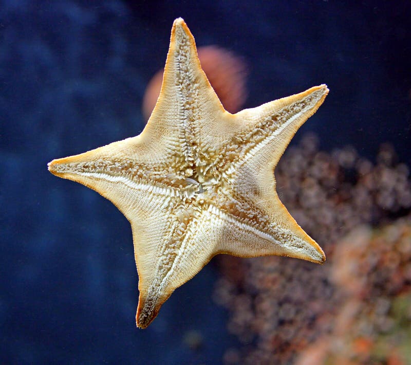 Zeester 1 stock afbeelding. Image of plankton, zoutwater - 1620323