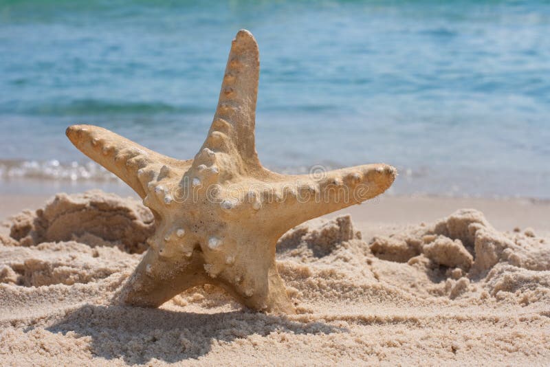 Zeester stock foto. Image of zeeschelp, kust, nave, zomer - 11529194