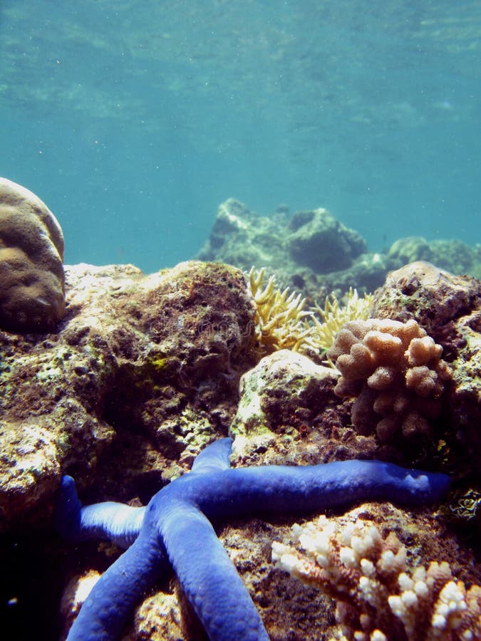 Zeester stock afbeelding. Image of archipel, vissen, zeester - 13786363