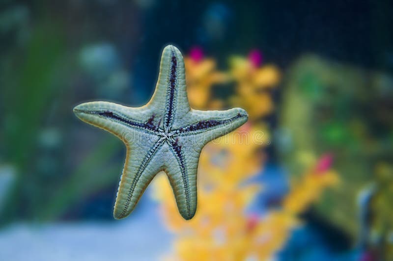 Zeester stock foto. Image of ster, aquatisch, onderwater - 18030472