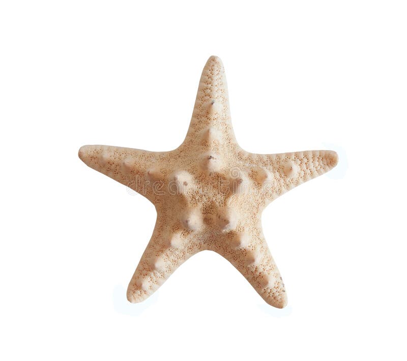 Zeester op roze stock afbeelding. Image of zeester, overzees - 11284331