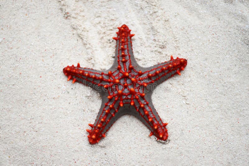 Zeester stock afbeelding. Image of zanzibar, zeester - 23228413