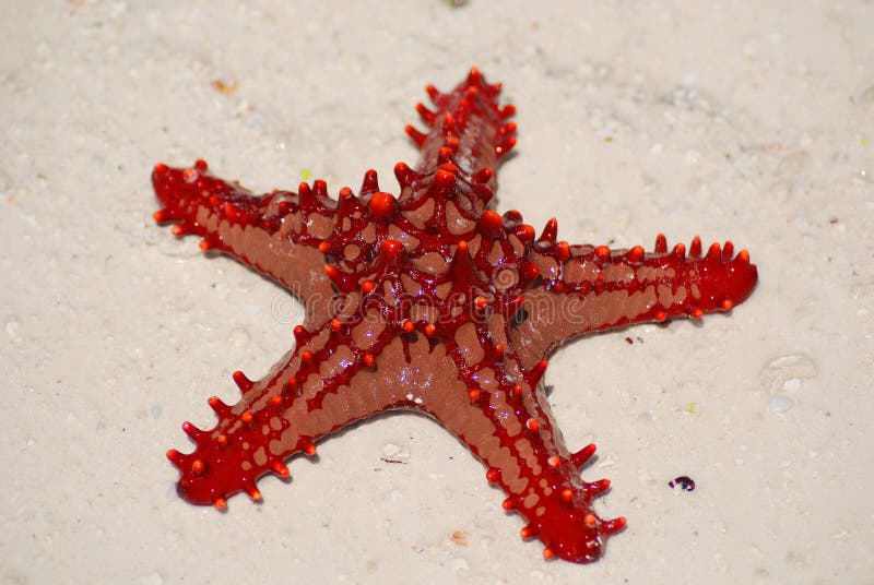 Zeester stock afbeelding. Image of ontruim, vissen, kleurrijk - 27079377