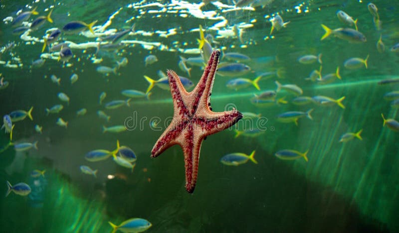 Zeester stock afbeelding. Image of aquarium, water, oceaan - 37359643