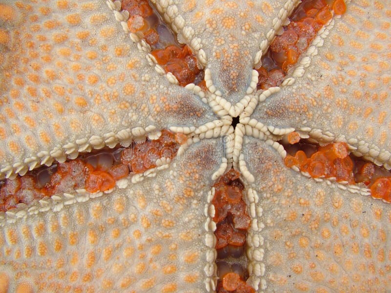 Zeester stock afbeelding. Afbeelding bestaande uit biologie - 649341