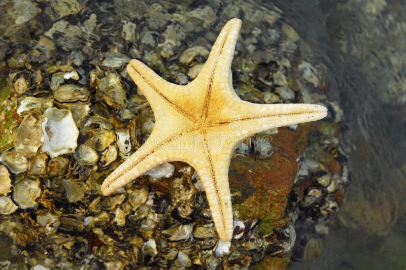 Zeester stock afbeelding. Image of oceaan, toneel, schepsel - 6811089