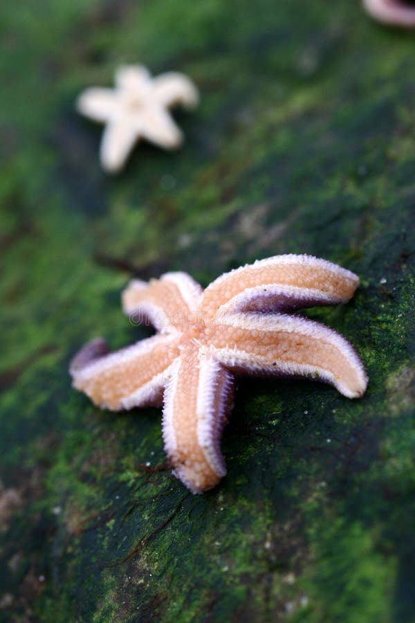 Zeester stock foto. Image of zeester, nave, overzees, oceaan - 681706