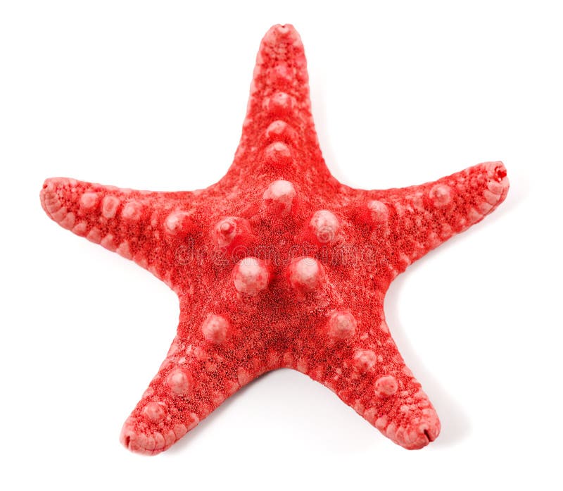 Zeester Op Een Witte Achtergrond Stock Afbeelding - Image of zeeschelp ...