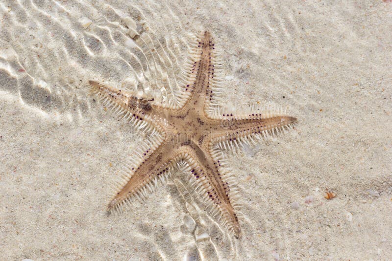 Zeester Op Het Strand Foto. Afbeelding: 2521743
